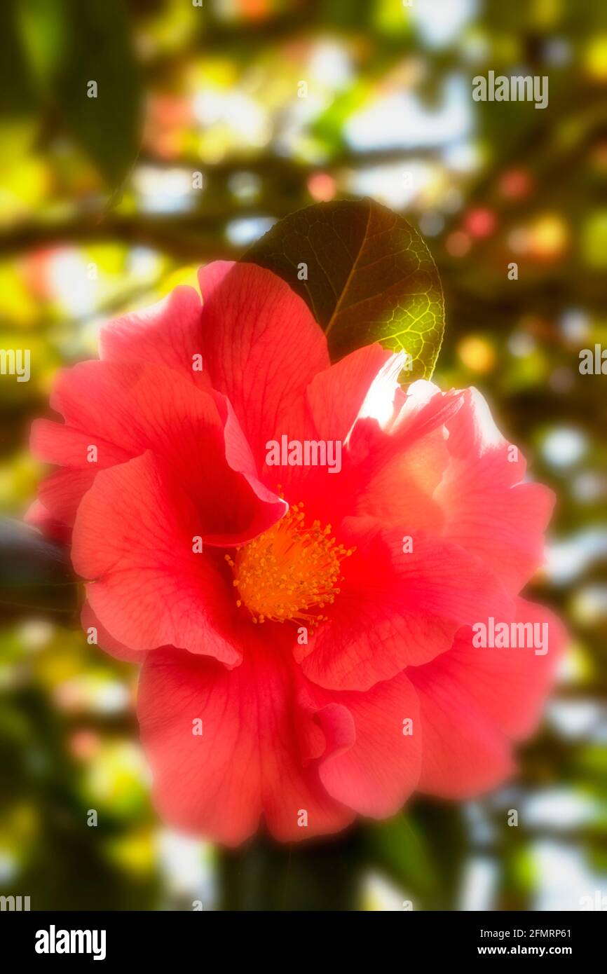 Camellia milo rowell hi-res stock photography and images - Alamy