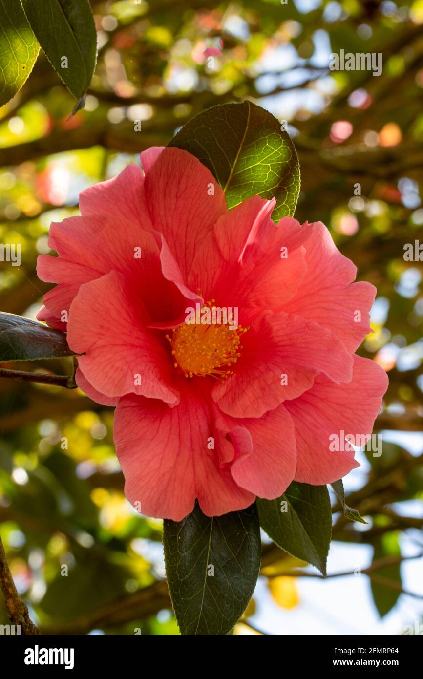 Milo rowell hi-res stock photography and images - Alamy