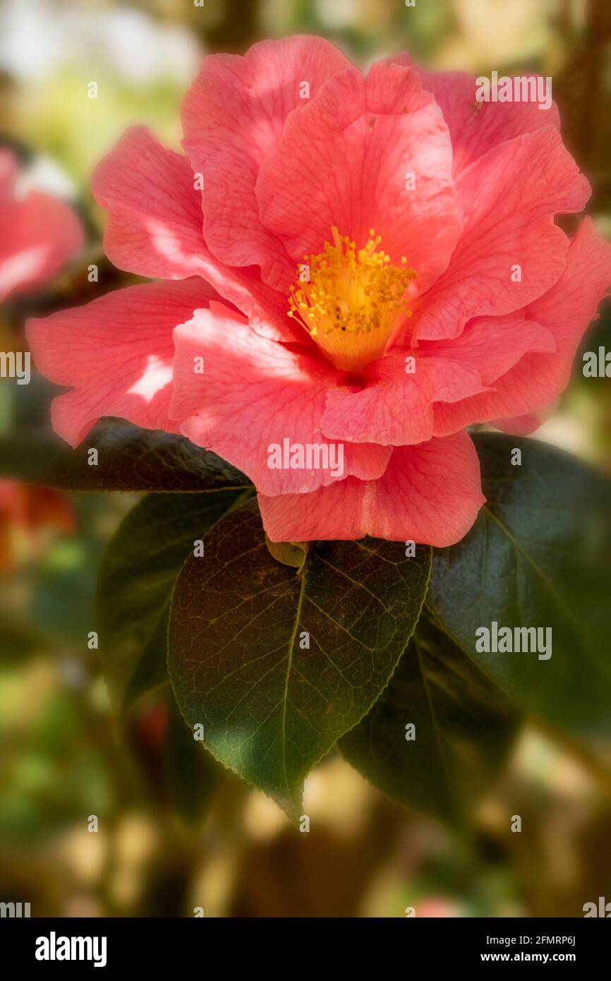 Milo rowell hi-res stock photography and images - Alamy