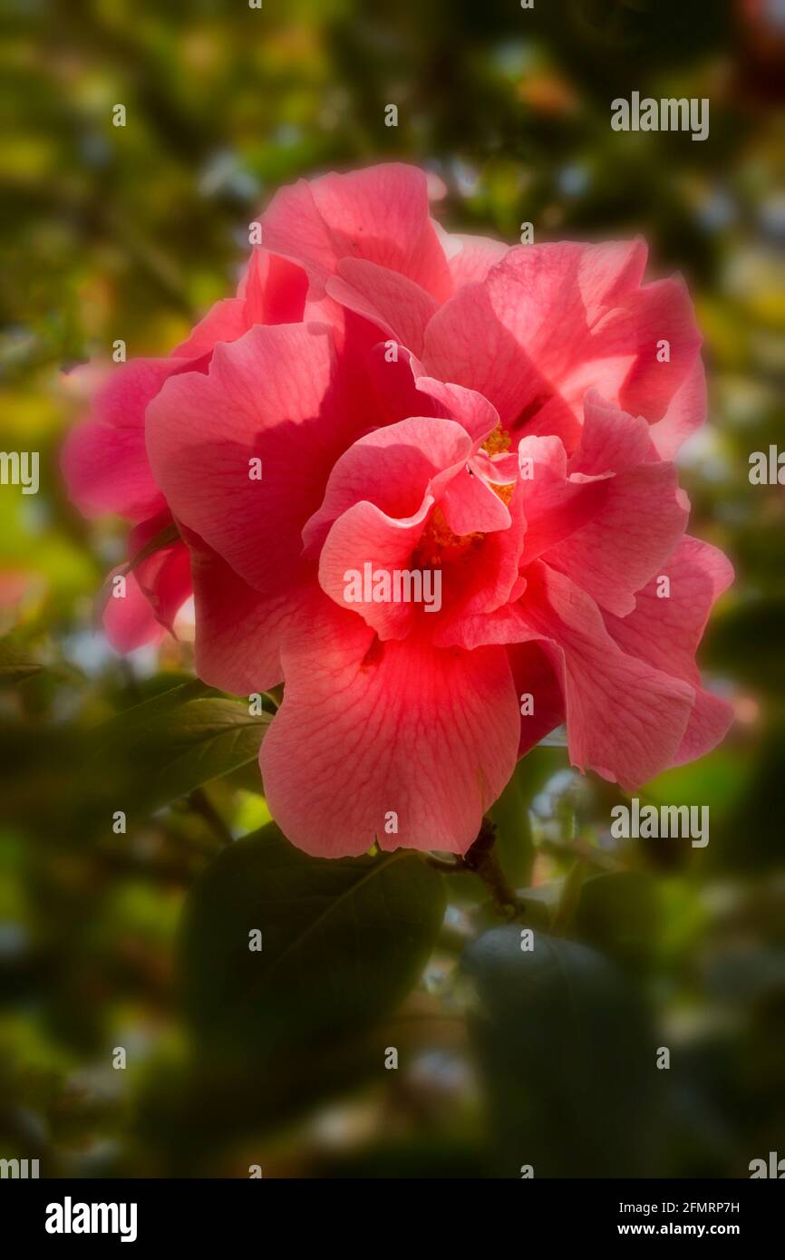 Camellia milo rowell hi-res stock photography and images - Alamy