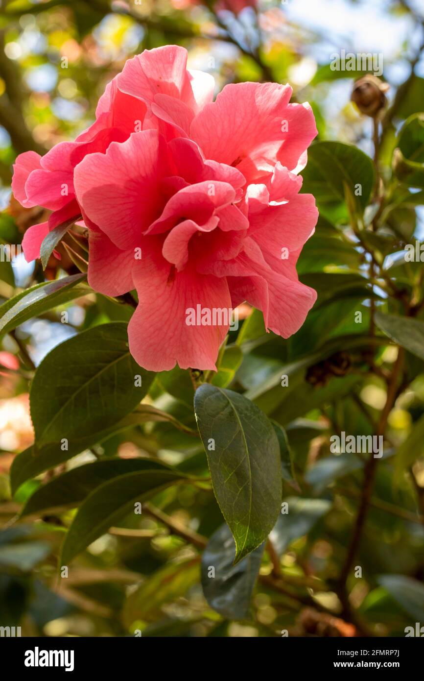 Camellia milo rowell hi-res stock photography and images - Alamy