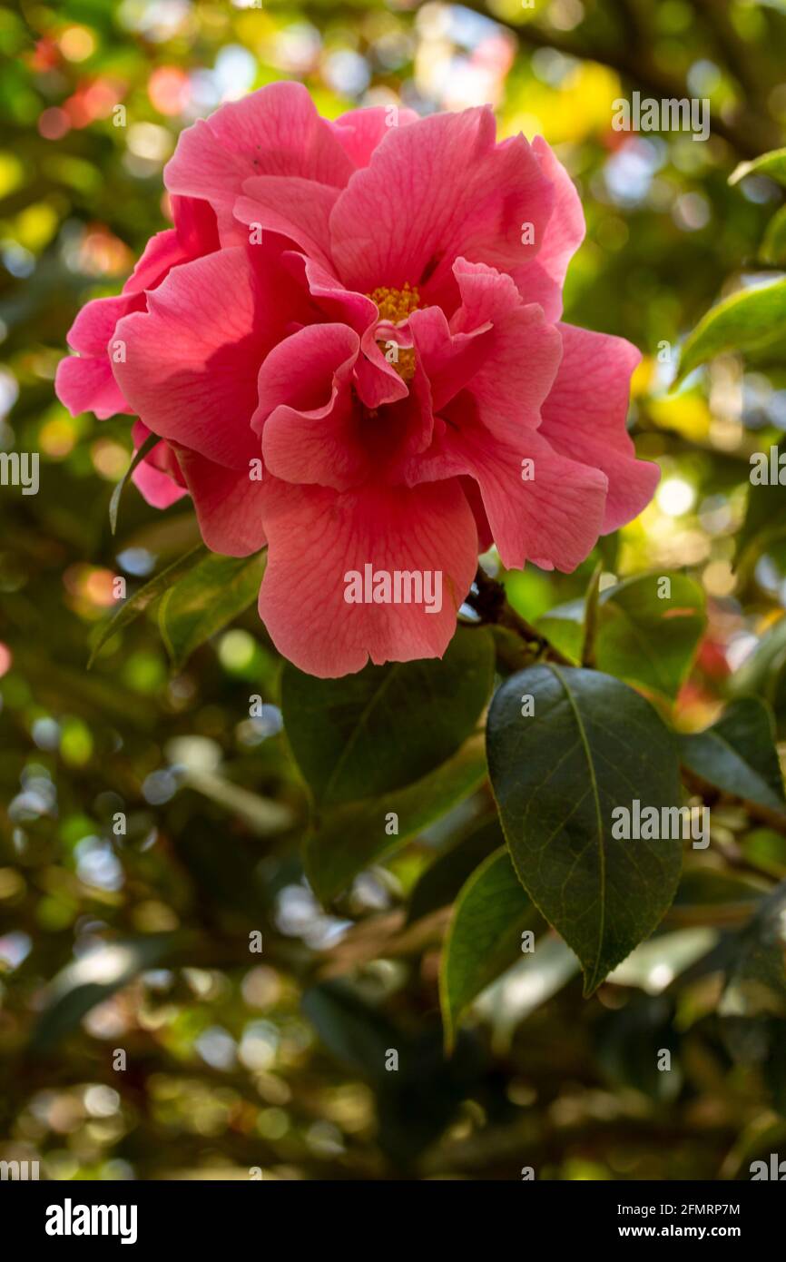 Single Camellia 'Milo Rowell', bloom and foliage Stock Photo - Alamy