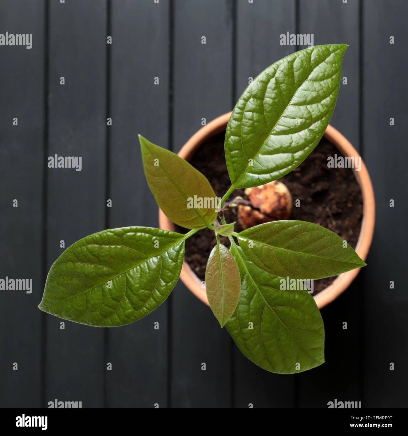 Avocado Roots High Resolution Stock Photography and Images - Alamy