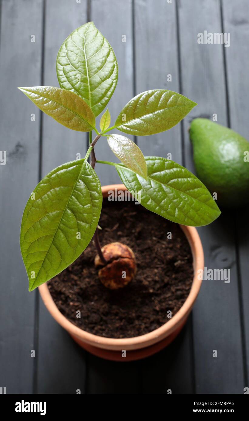 Avocado Roots High Resolution Stock Photography and Images - Alamy