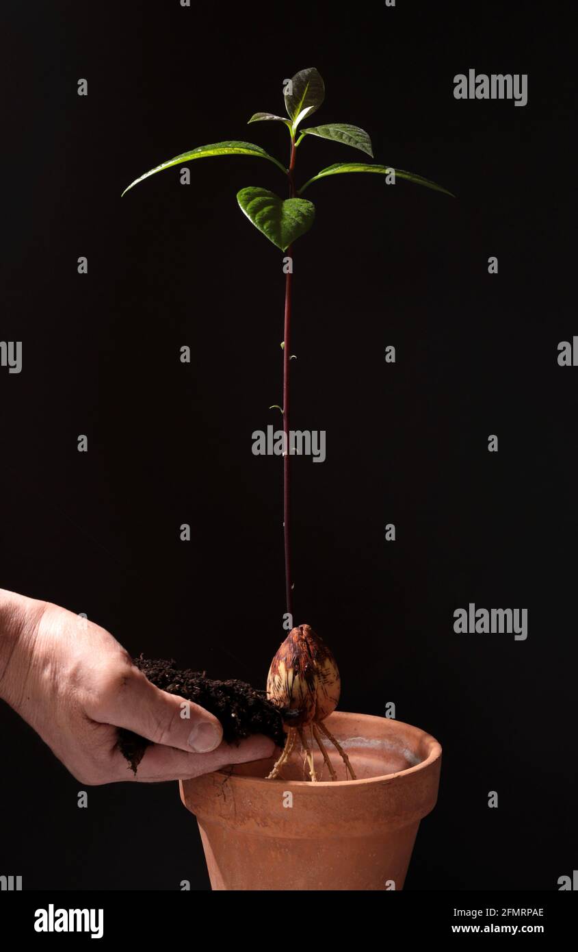 Planting a young fresh avocado sprout with leaves in a pot. Dark ...