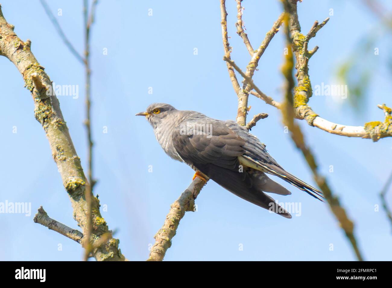 Cuckoo bird singing hi-res stock photography and images - Alamy