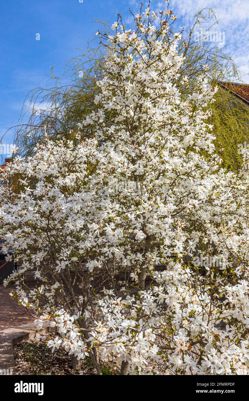 Gorgeous white blooming apple tree on blue sky background. Beautiful ...