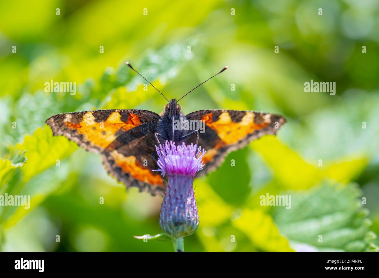 Close-up of the small tortoiseshell Aglais urticae butterfly side view ...
