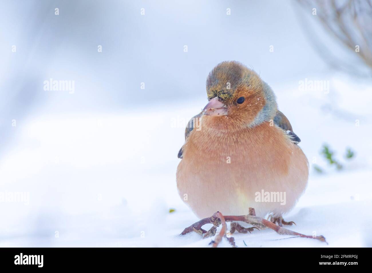 Closeup of a male chaffinch, Fringilla coelebs, foraging in snow ...