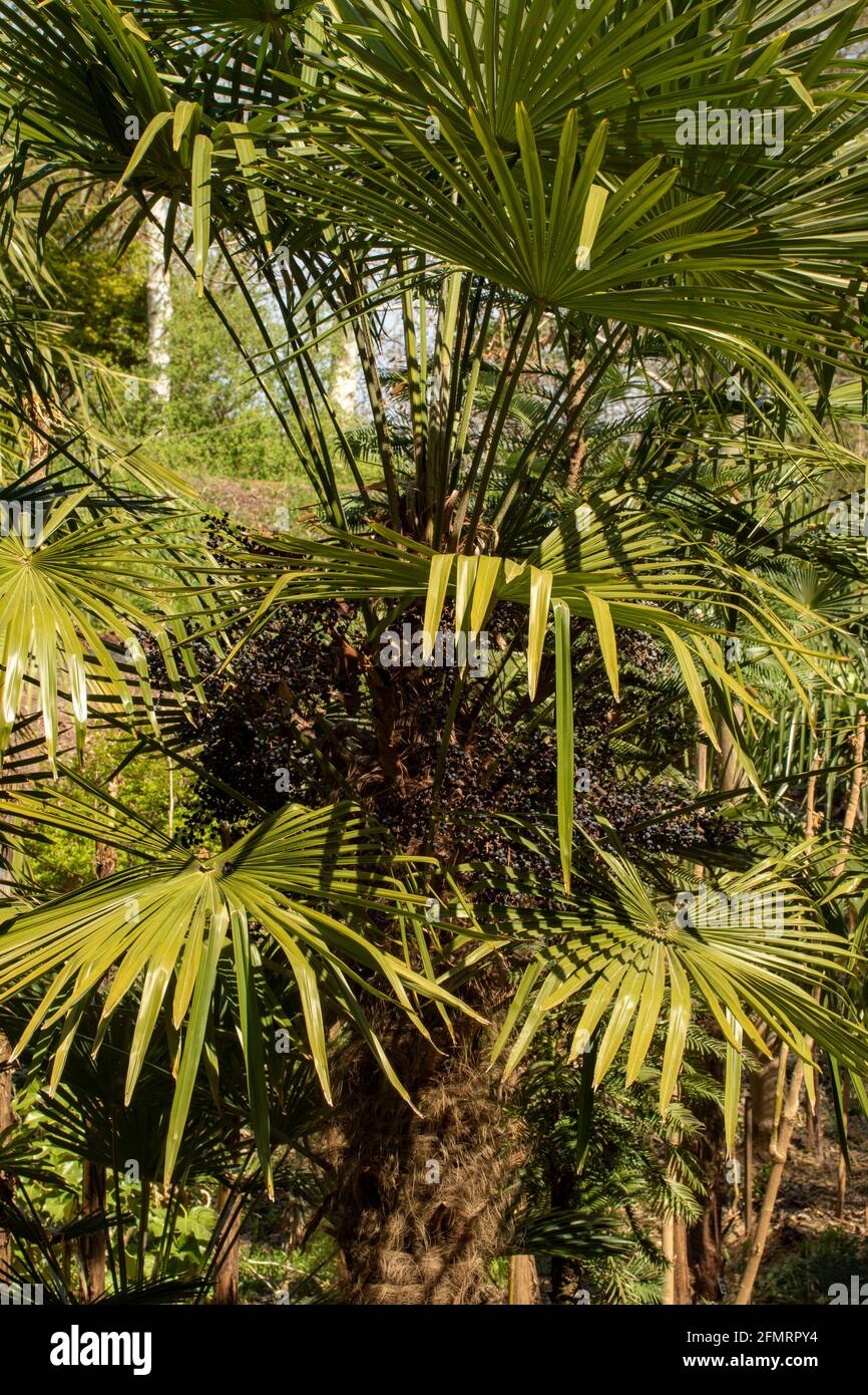 Backlit Palm fronz with additional patterns, abstract patterns in ...