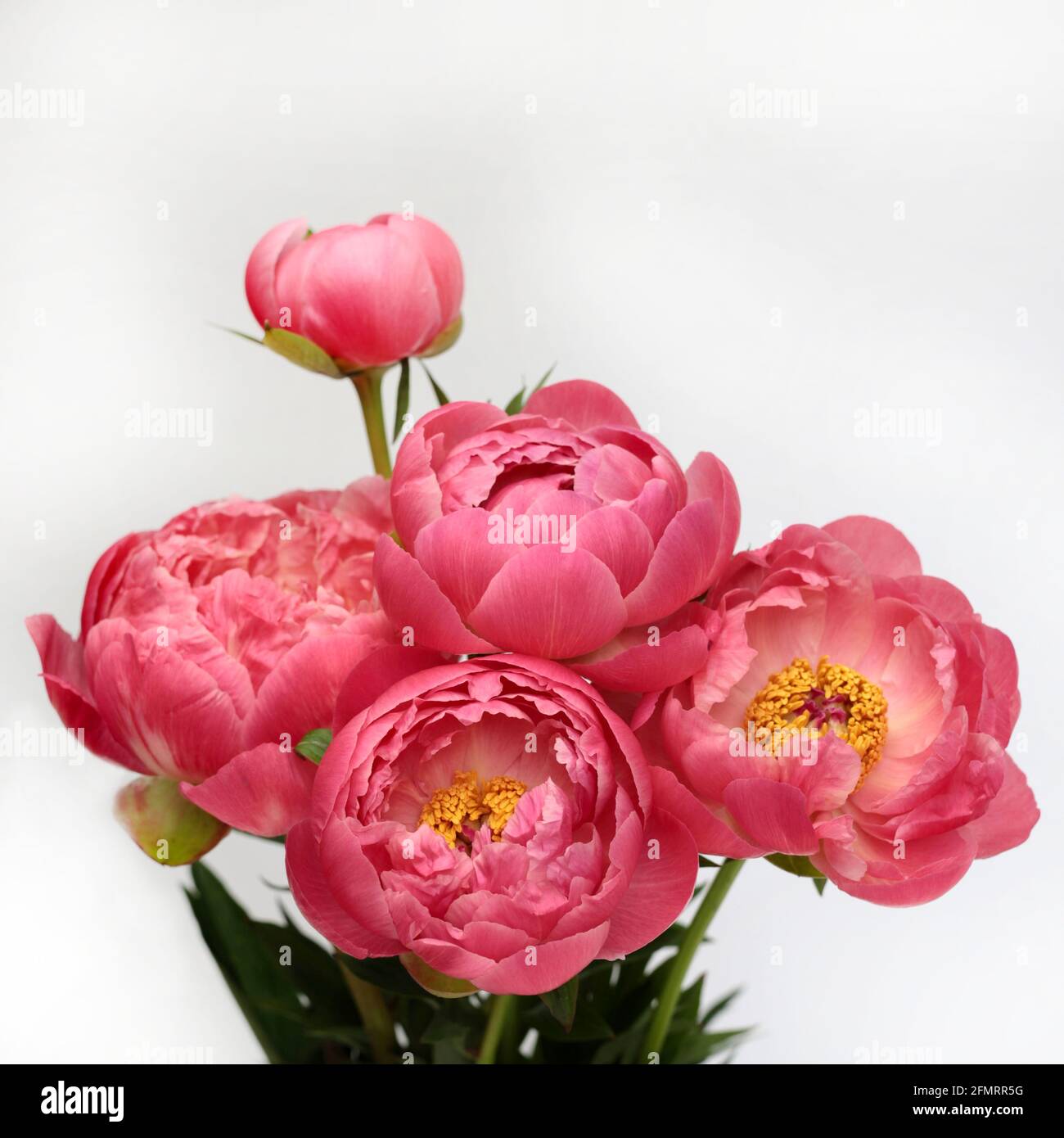 Peonias hi-res stock photography and images - Alamy