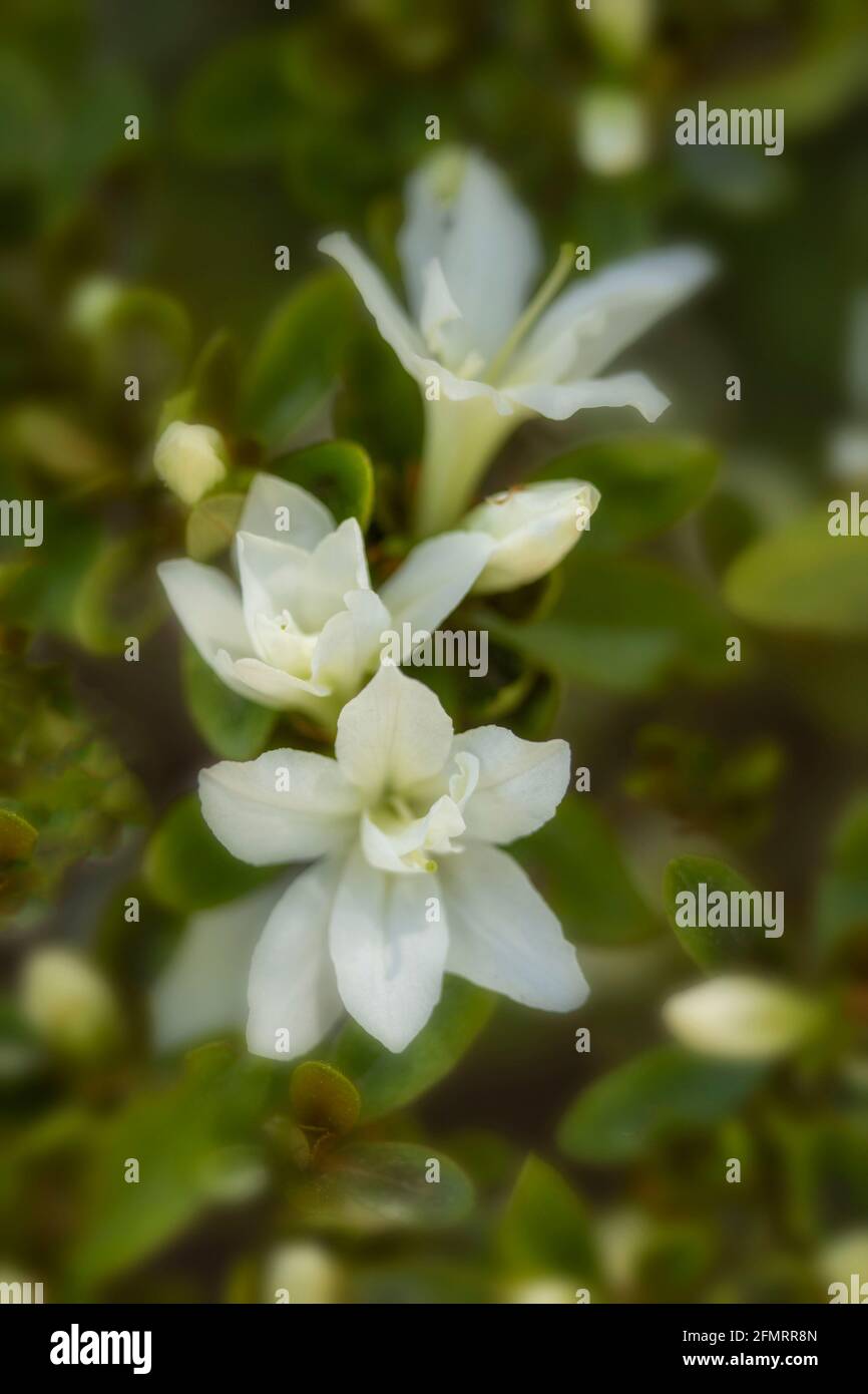 Rhododendron 'Snow Lady' Stock Photo - Alamy
