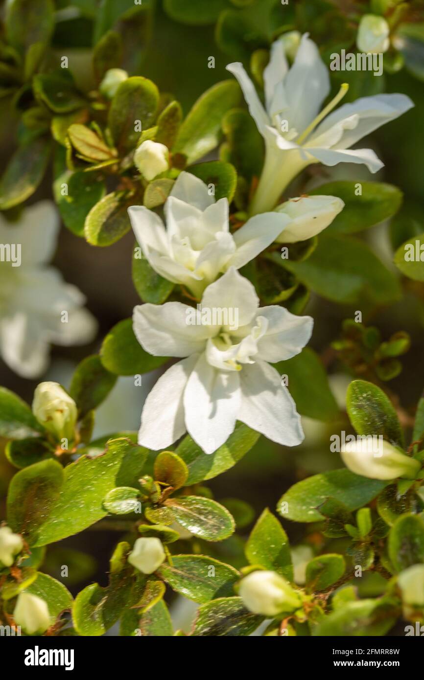 Rhododendron 'Snow Lady' Stock Photo - Alamy