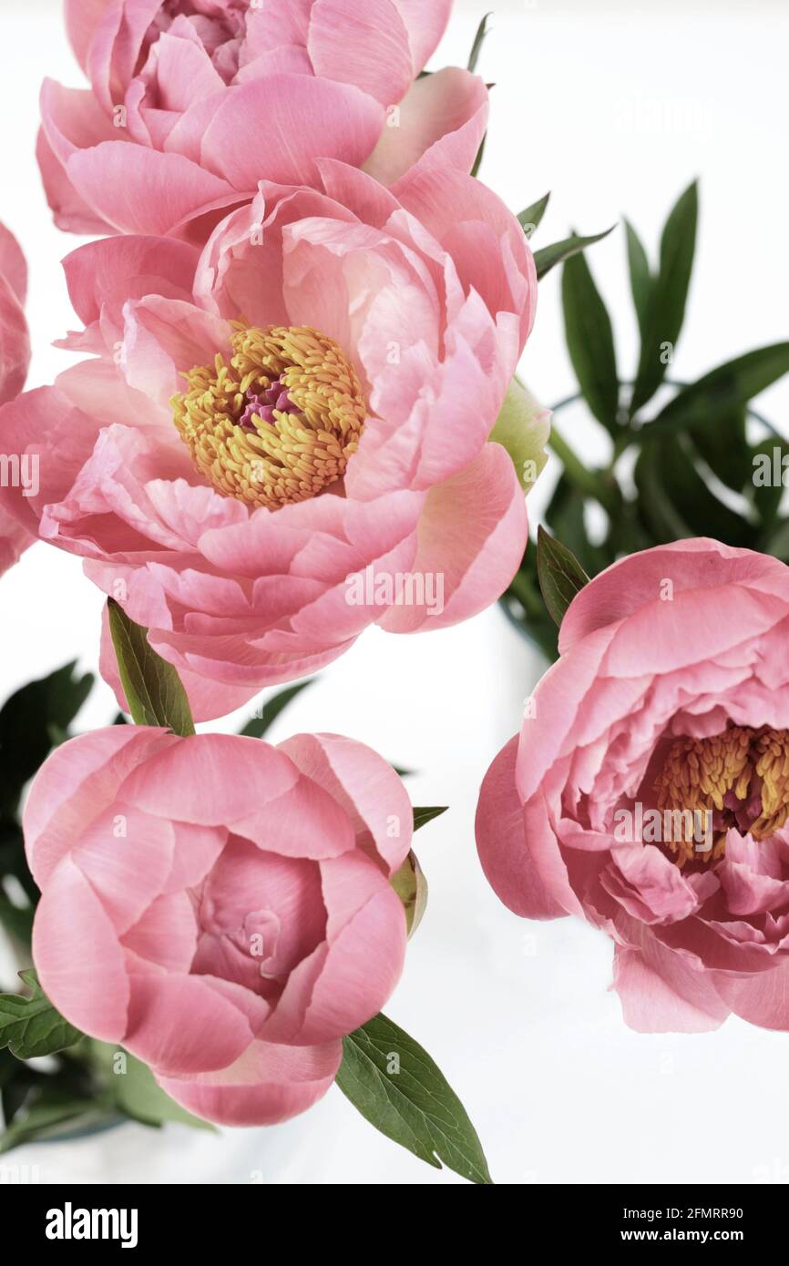 Beautiful pink peonies flowers isolated on white background Stock Photo ...
