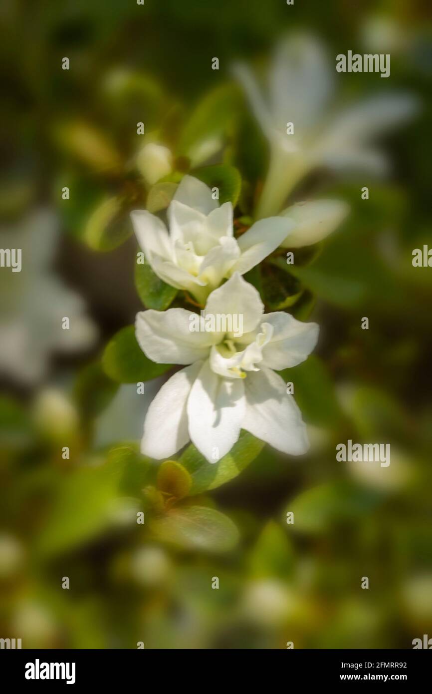 Rhododendron 'Snow Lady' Stock Photo - Alamy