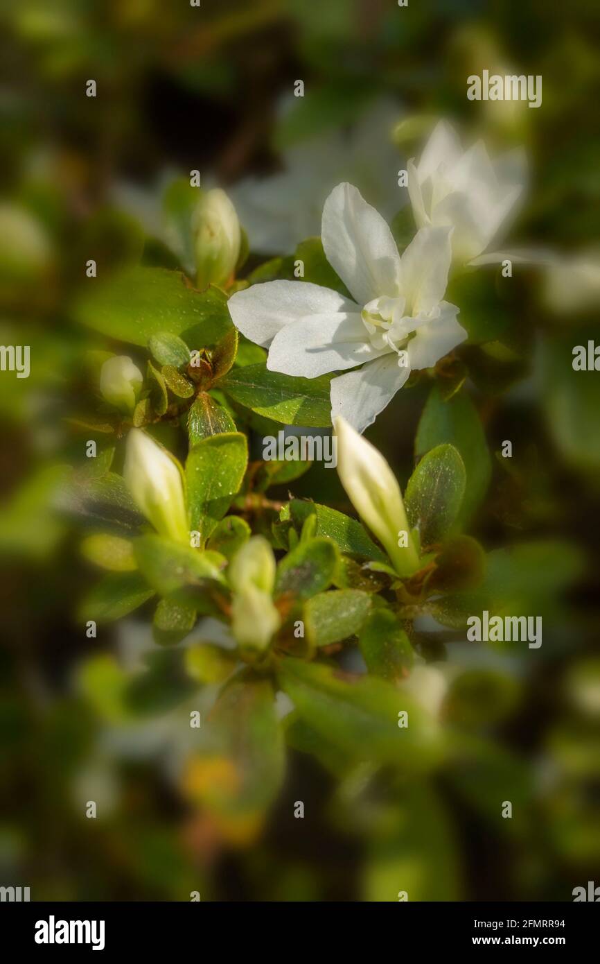 Rhododendron 'Snow Lady' Stock Photo - Alamy