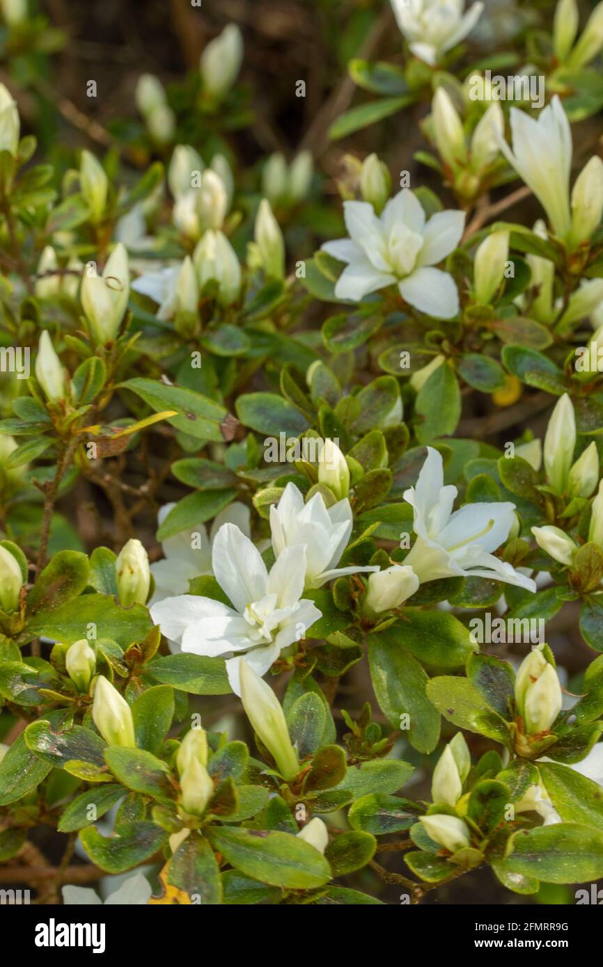 Rhododendron snow lady hi-res stock photography and images - Alamy