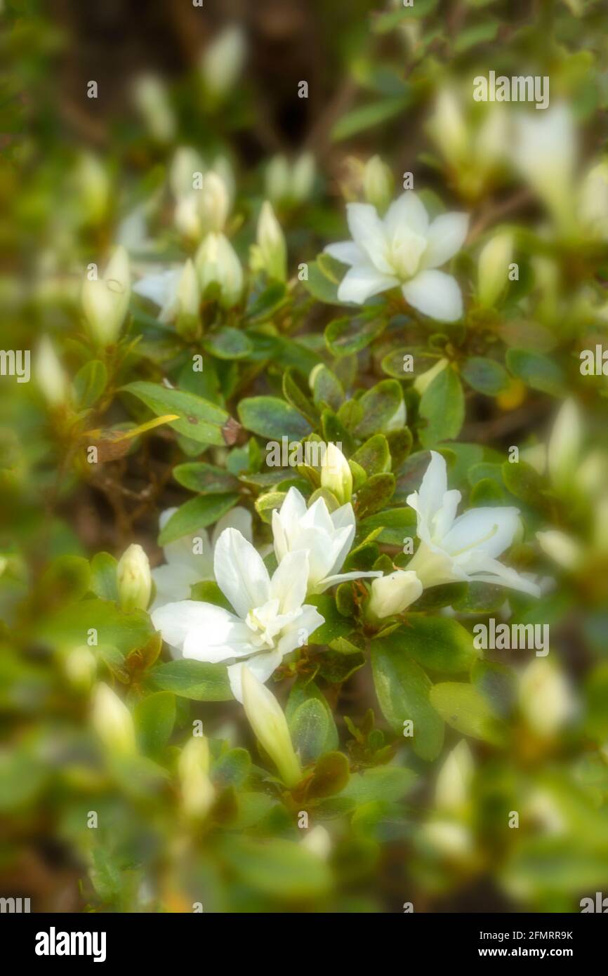 Compact Rhododendron – Snow Lady flowers and foliage Stock Photo - Alamy