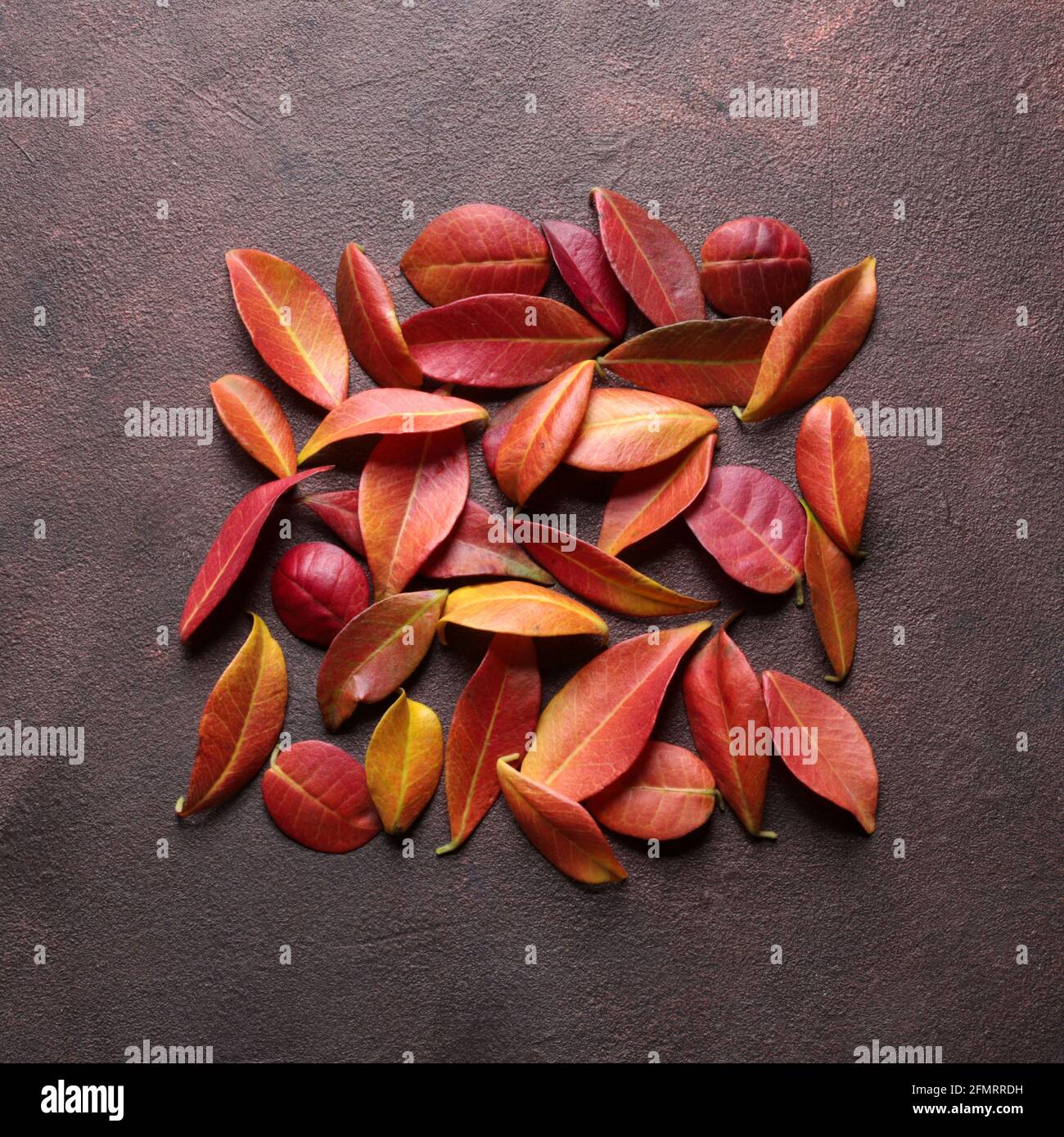 Autumn leaves collage isolated on brown background. Directly above ...