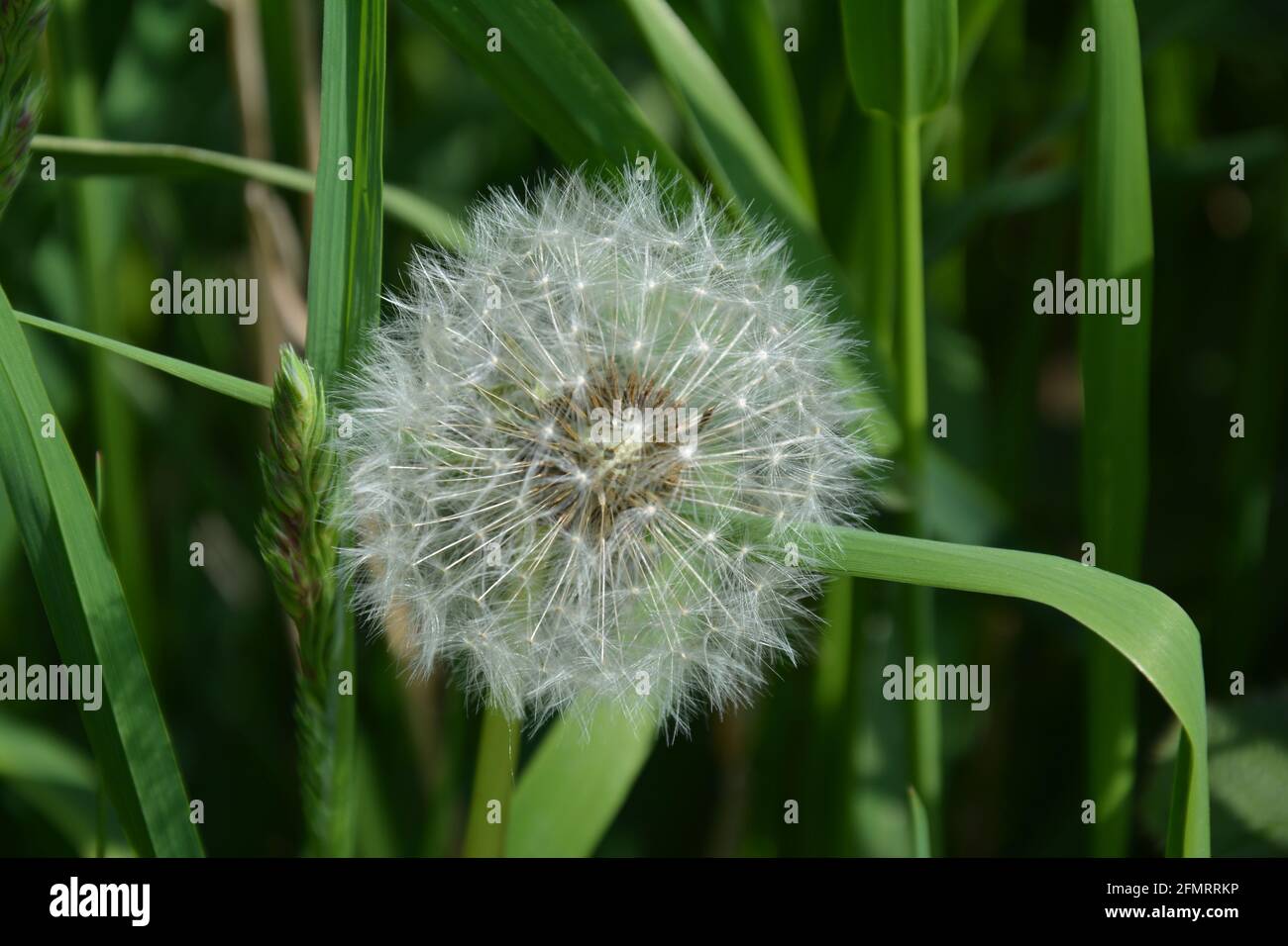 The clock plant hi-res stock photography and images - Alamy