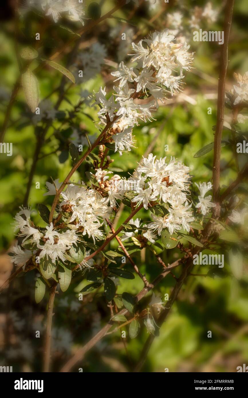 Rhododendron racemosum hi-res stock photography and images - Alamy