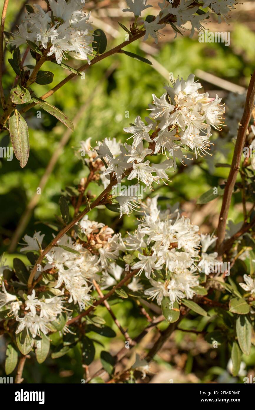 Rhododendron racemosum hi-res stock photography and images - Alamy