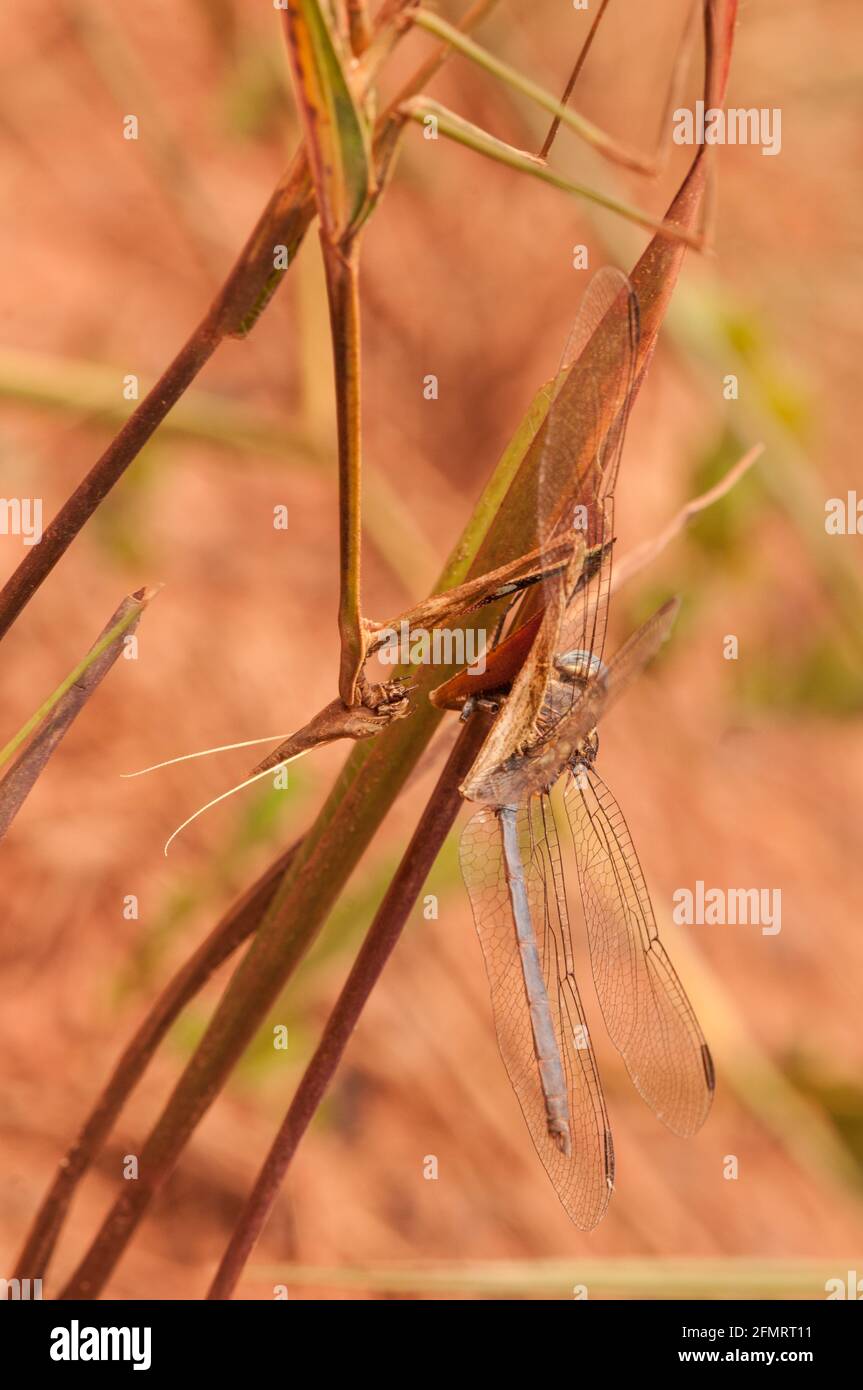 Praying mantis (Idolomorpha lateralis) with dragonfly prey, Liberia ...