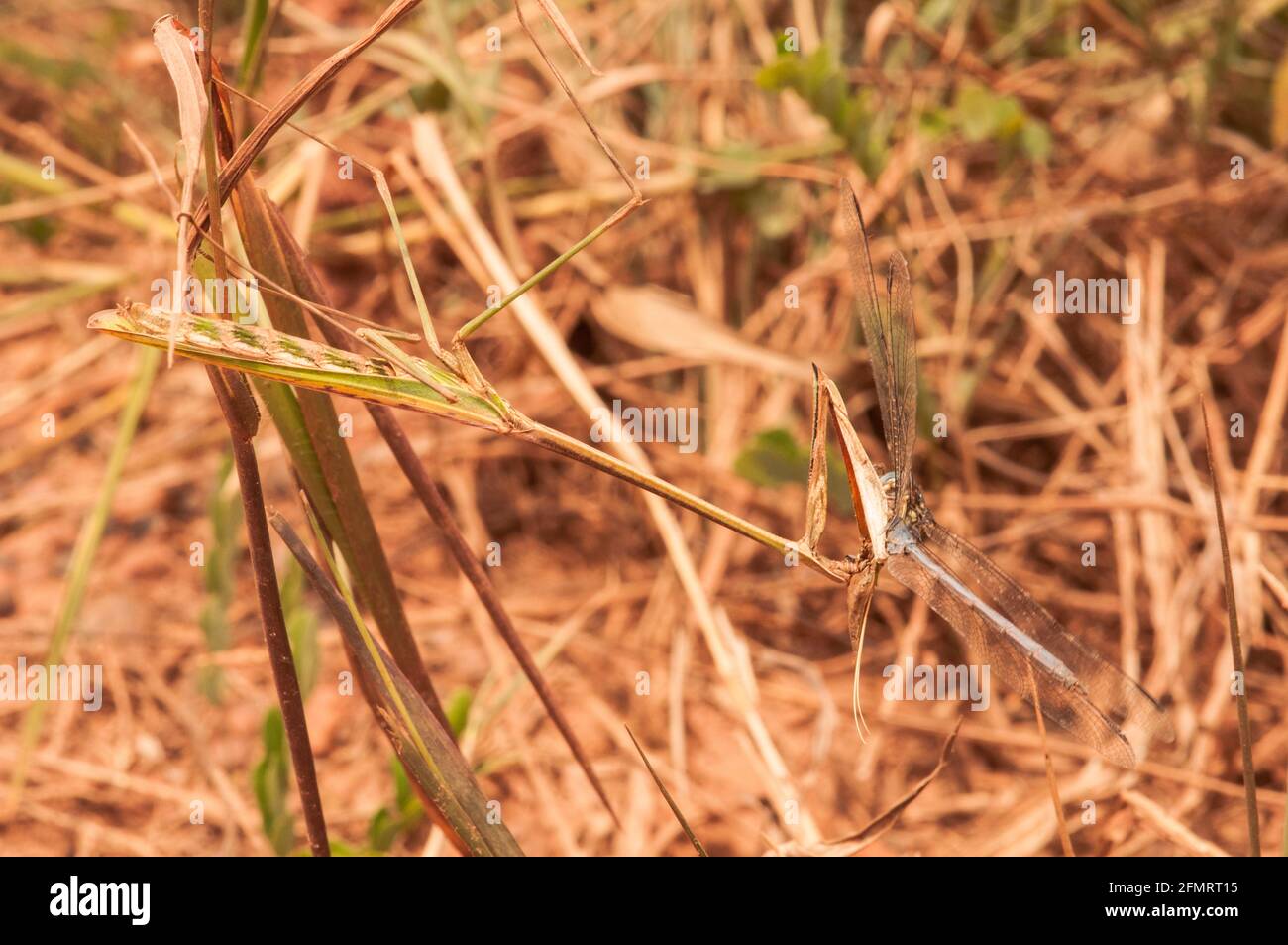 Praying mantis (Idolomorpha lateralis) with dragonfly prey, Liberia ...