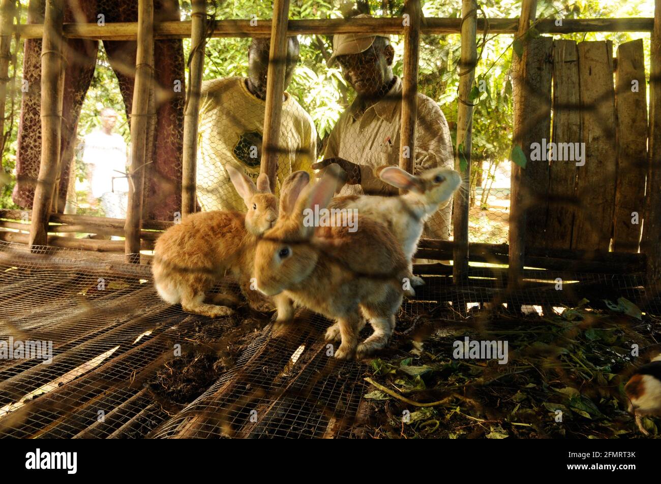 Conservation Breeding Project High Resolution Stock Photography and ...