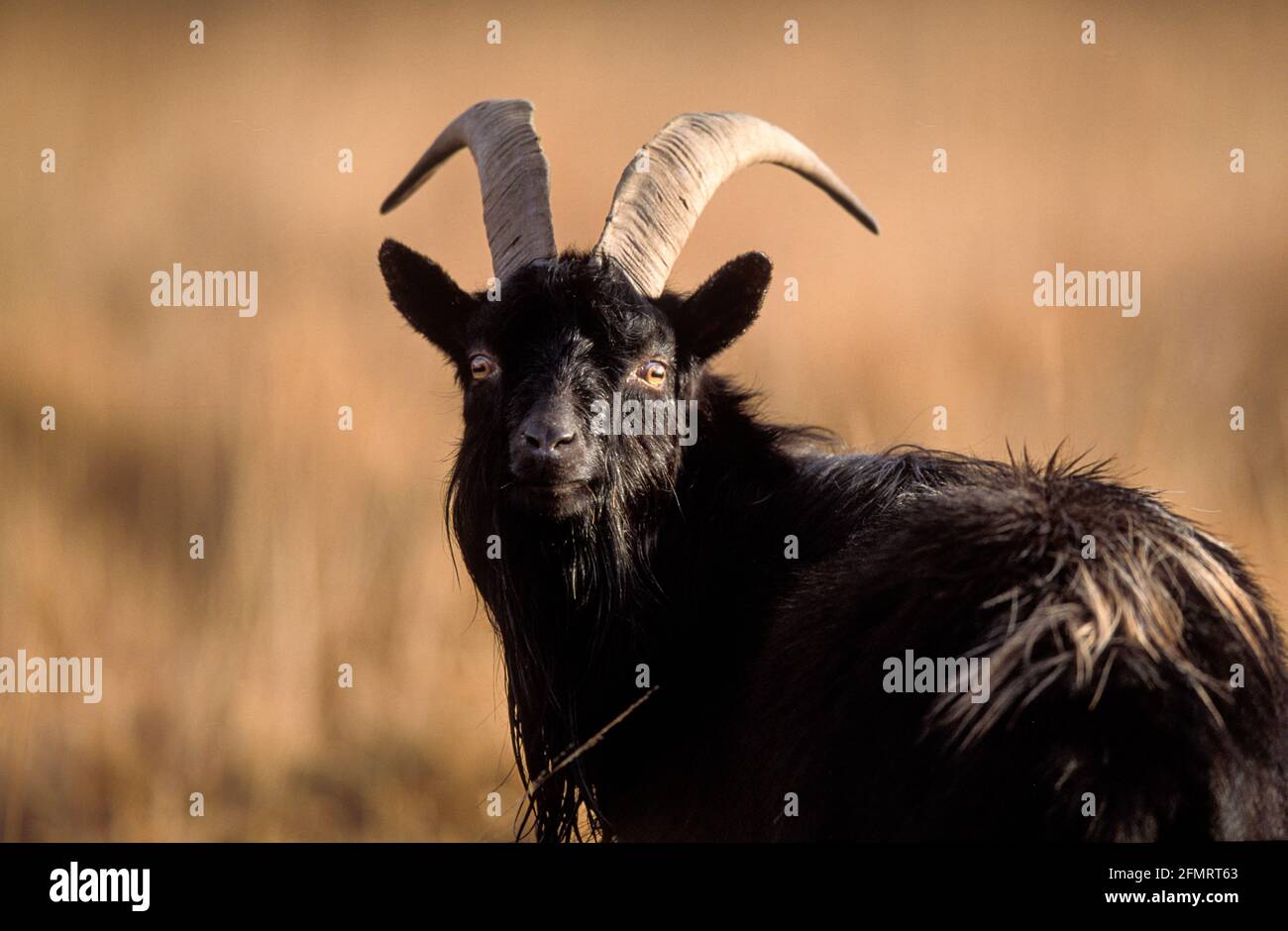 Feral/ Neolithic goat in Scotland, Morven peninsular Stock Photo - Alamy