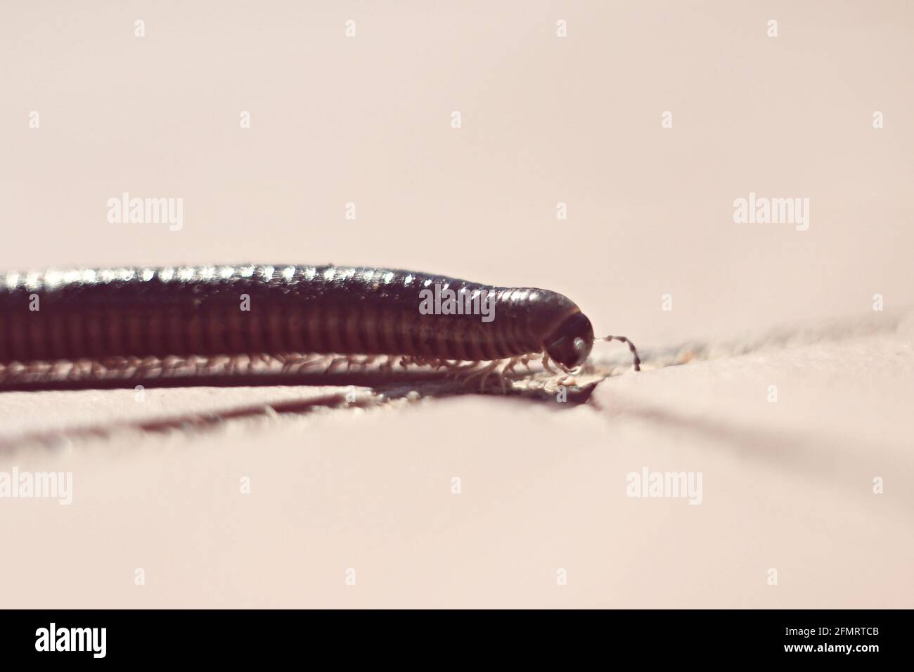 One legged creature hi-res stock photography and images - Alamy