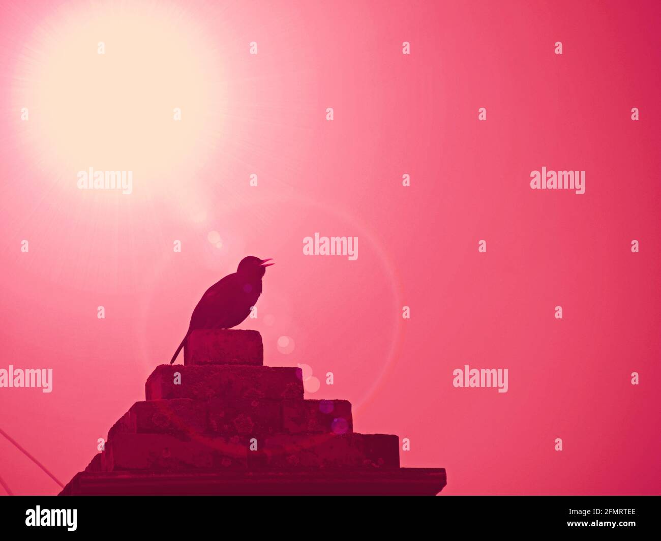 Black bird asking for help, while there is an explosion in the red sky ...