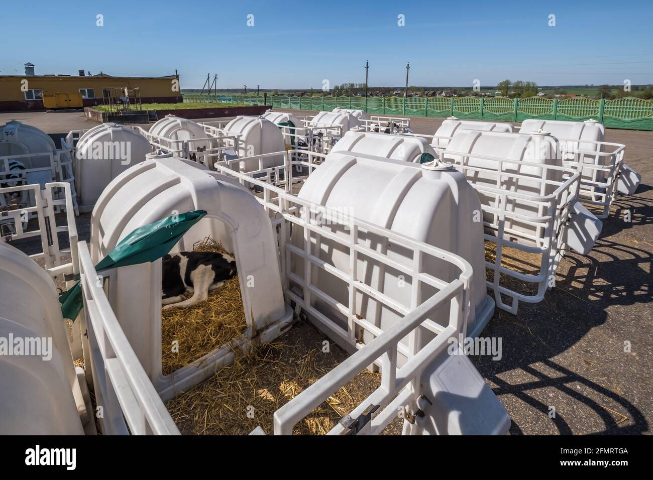 white plastic calfhutch on straw. Little calf standing in cage in ...