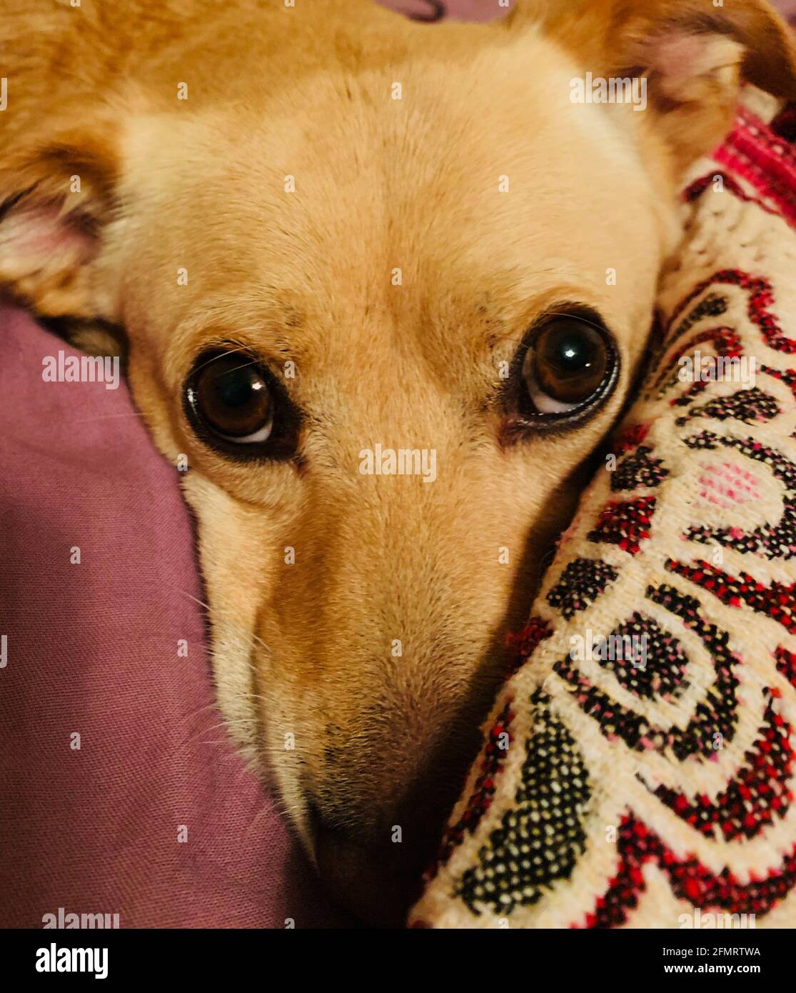 San Clemente, California, USA. 12th Jan, 2021. Dog "Harley" was adopted ...