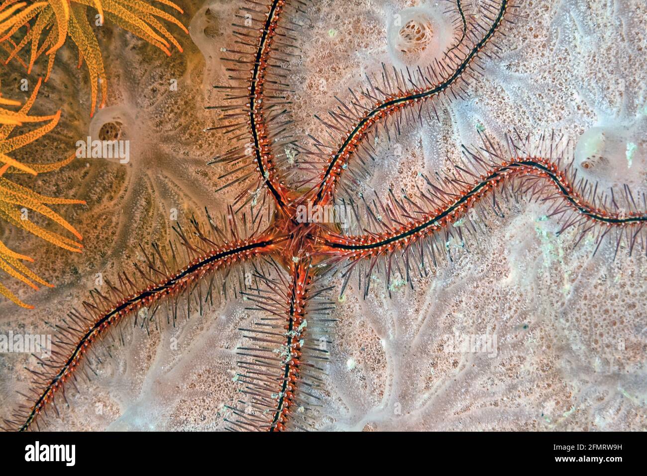 Serpent stars hi-res stock photography and images - Alamy
