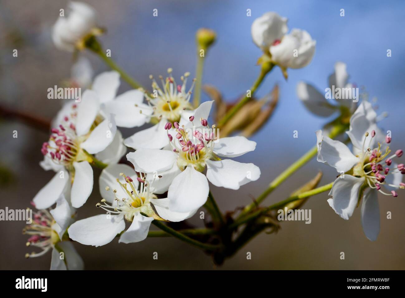 Asian pear tree flowering hi-res stock photography and images - Alamy