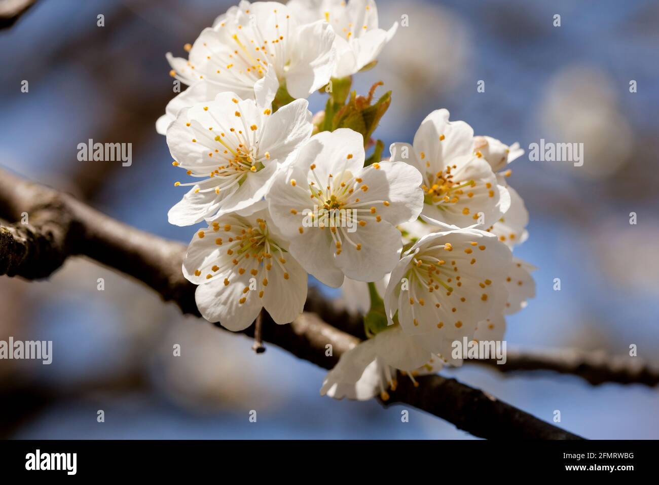 Asian pear tree flowering hi-res stock photography and images - Alamy