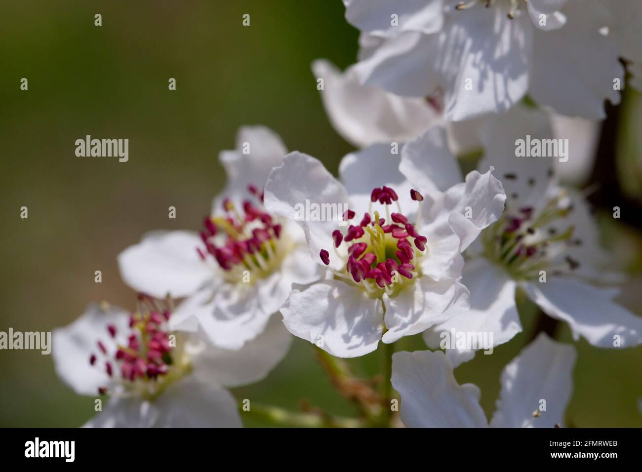 Asian pear tree flowering hi-res stock photography and images - Alamy