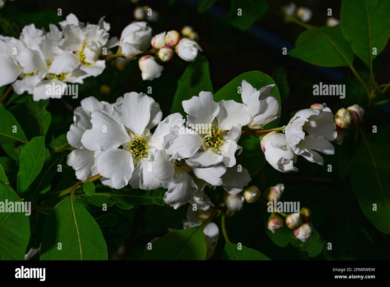 Beautiful bunch of flowers of shrub pearl bush Exochorda Stock Photo ...