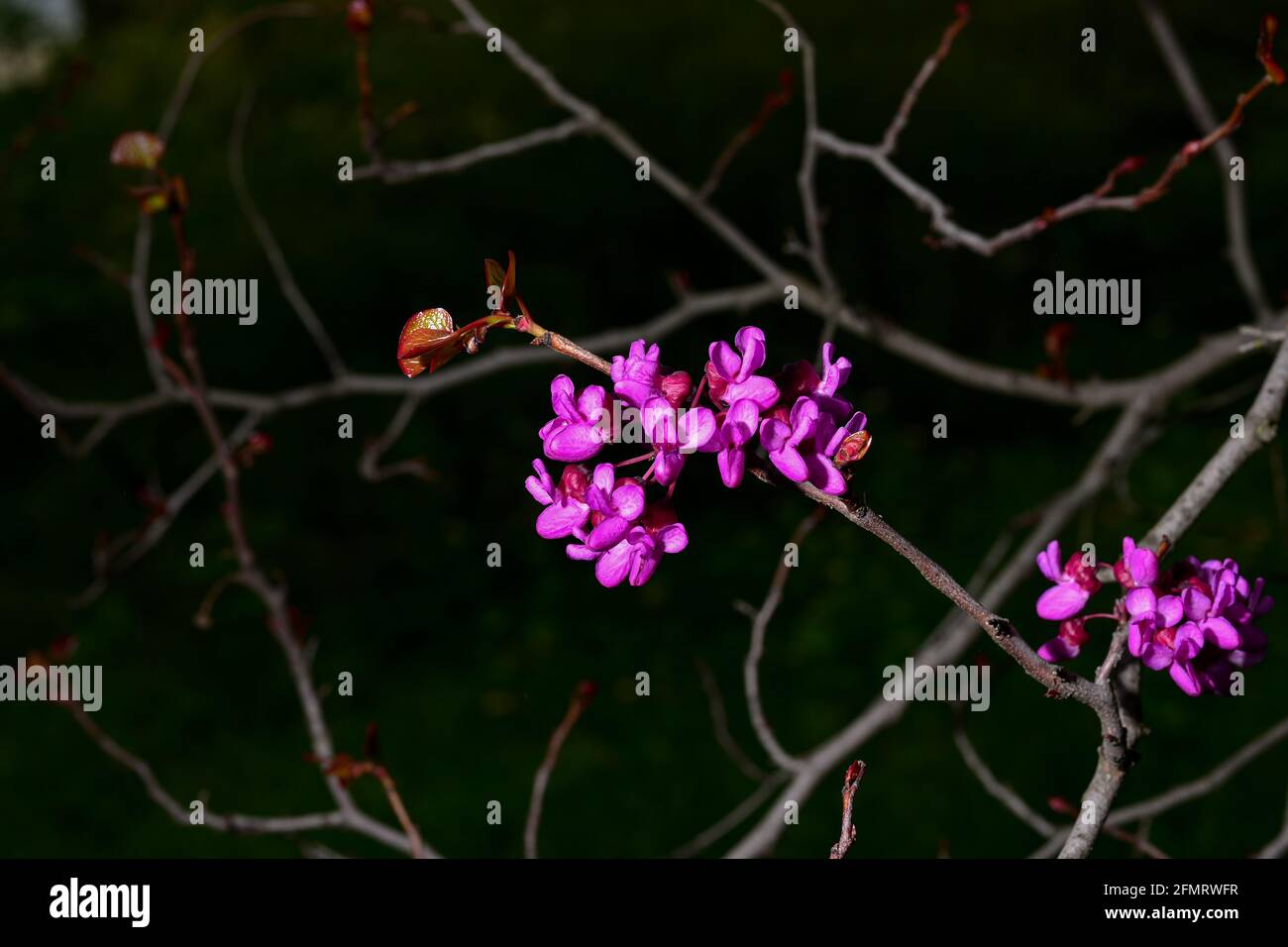 Cercis canadensis purple leaf hi-res stock photography and images - Alamy