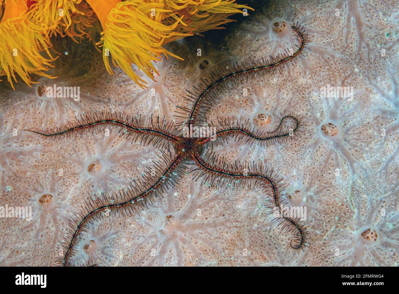 Brittle stars, serpent stars, at night at town pier off the coast of ...