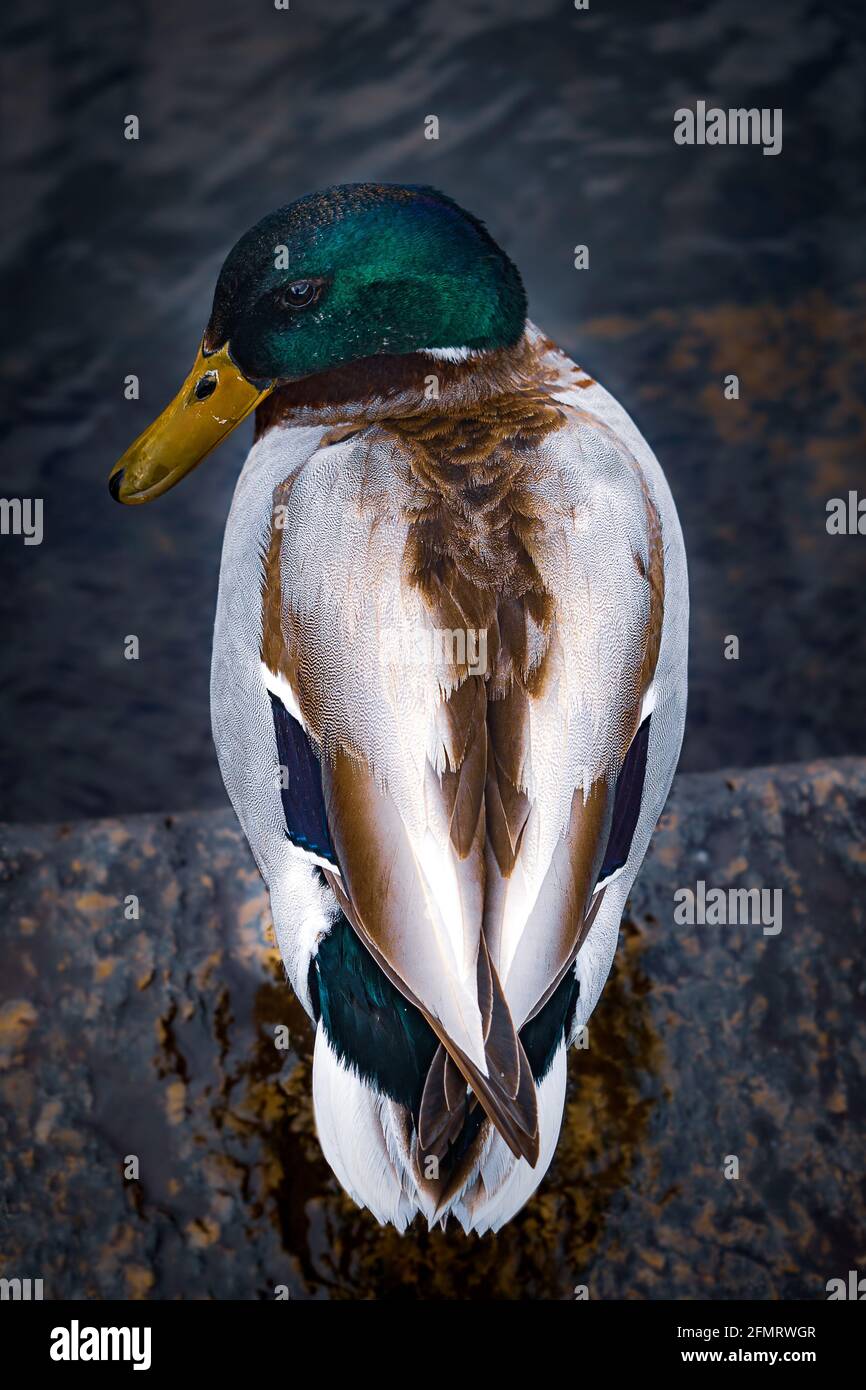Vertical shot of a mallard duck in a pond Stock Photo - Alamy