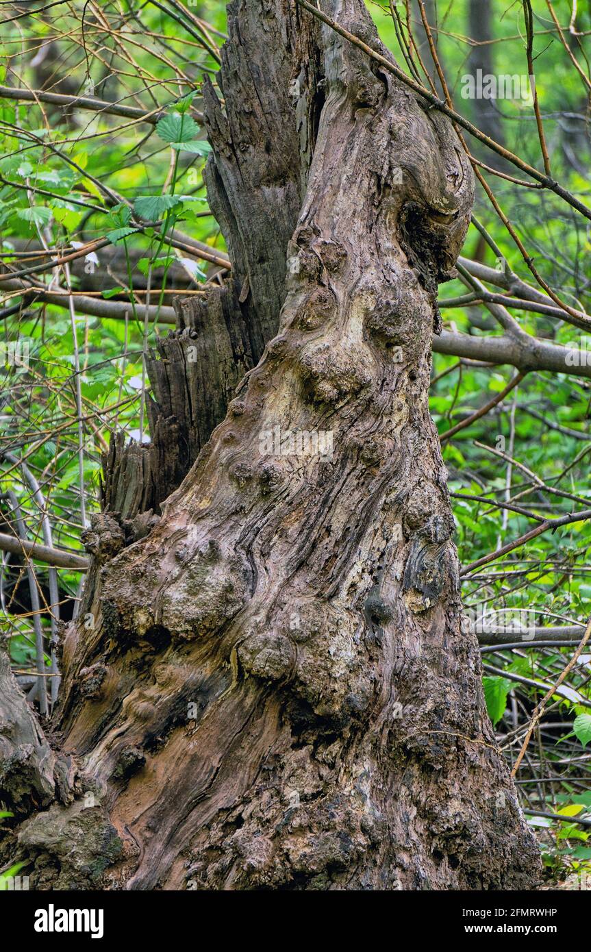 Dead tree in ramples of Central Park in spring Stock Photo - Alamy