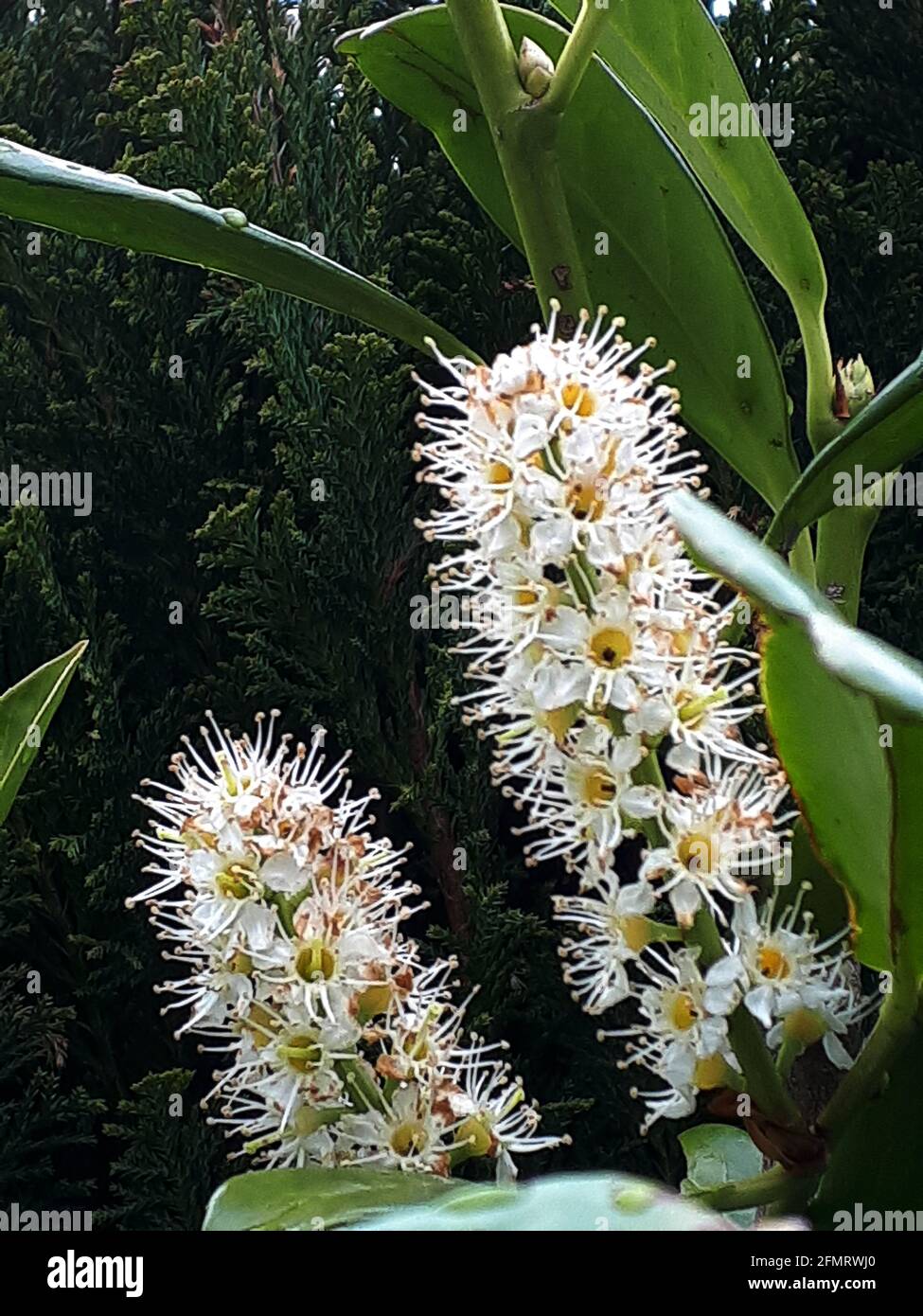 Dancing plant can hi-res stock photography and images - Alamy