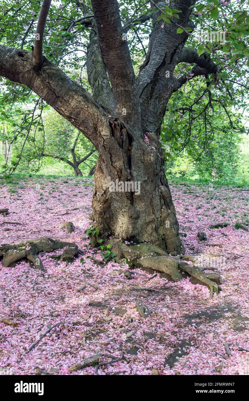 Flowering Japanese cherry tree in early spring in Central Park, New ...