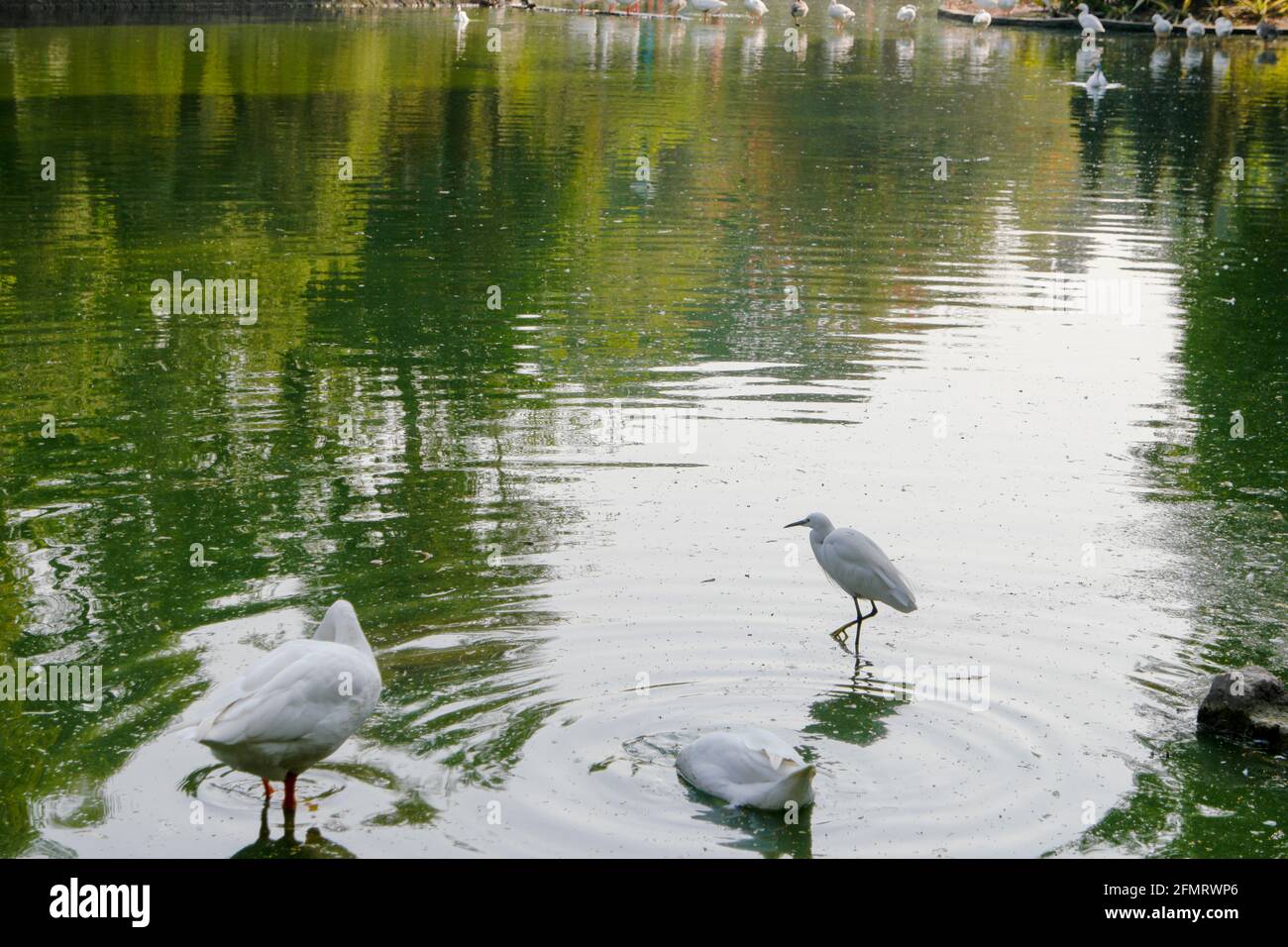 Closeup shot of aquatic birds in the lake of a park Stock Photo - Alamy