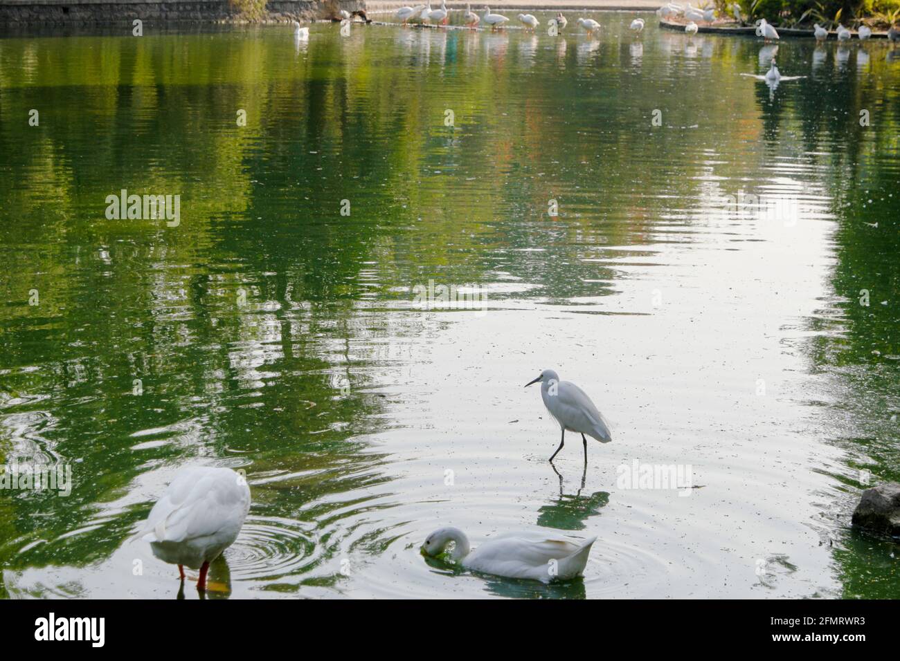 Closeup shot of aquatic birds in the lake of a park Stock Photo - Alamy