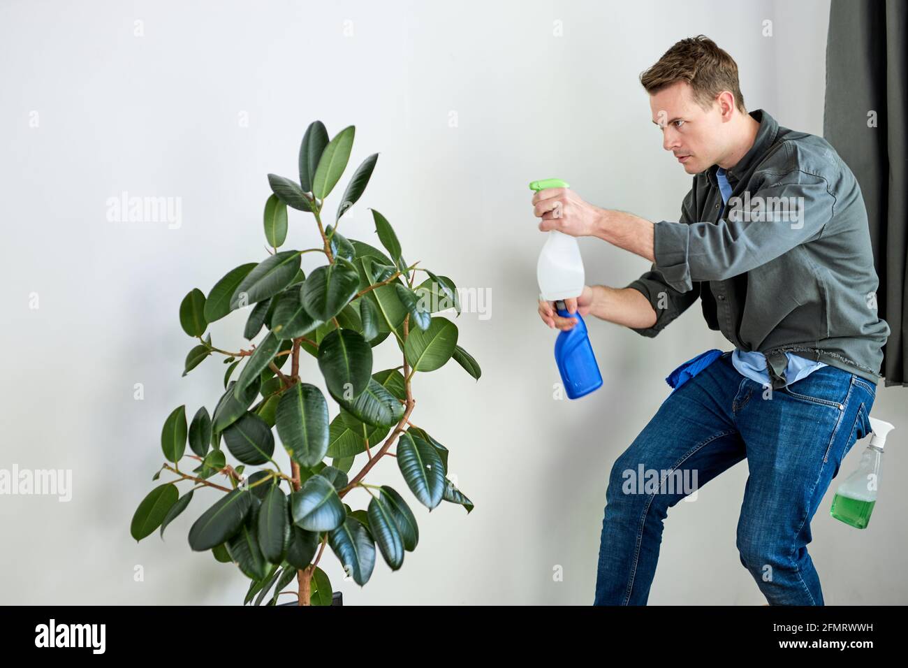 Man spraying water on house plant flower with spray bottle at home ...