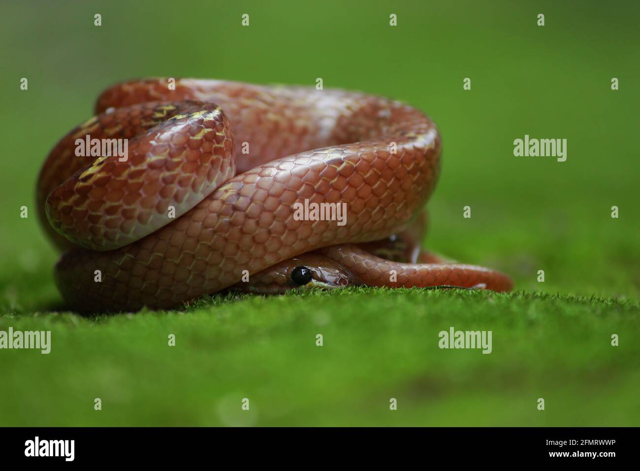 Curious pose hi-res stock photography and images - Alamy