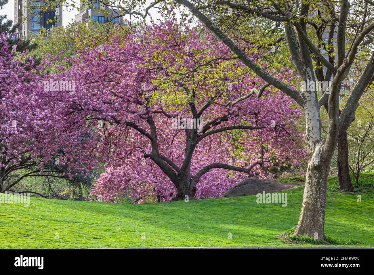 Flowering Japanese cherry tree in early spring in Central Park, New ...